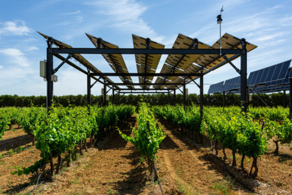 A good year for solar: Agrivoltaics in vineyards – pv magazine ...
