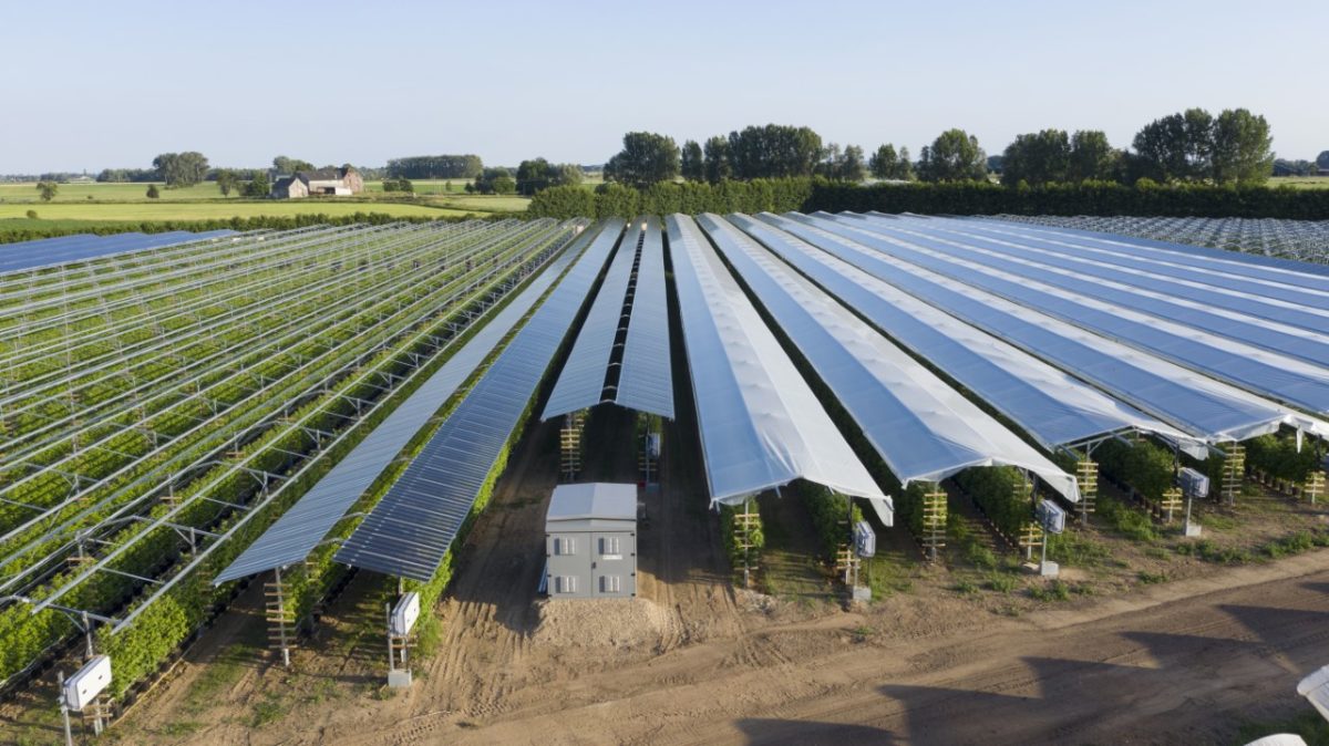 Special solar panels for agrivoltaics – pv magazine International