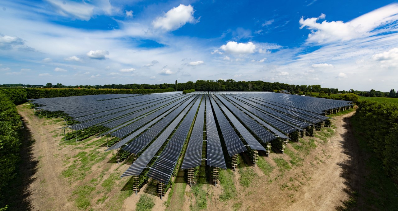 Special solar panels for agrivoltaics – pv magazine International