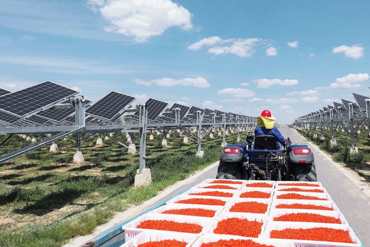 Giant agrivoltaic project in China – pv magazine International