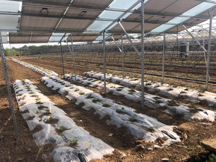 Novel plant design for agrivoltaics improves yield – pv magazine Australia