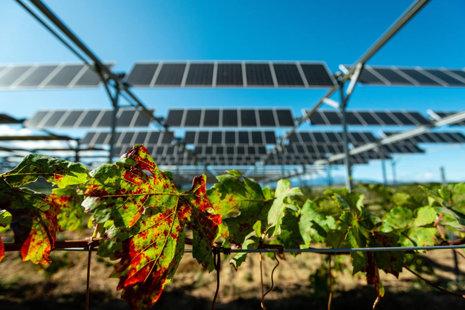 ‘Italy can be a laboratory for agrivoltaics’ – pv magazine International