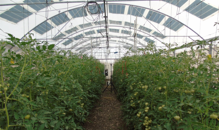 Solar for polytunnel greenhouses – pv magazine International
