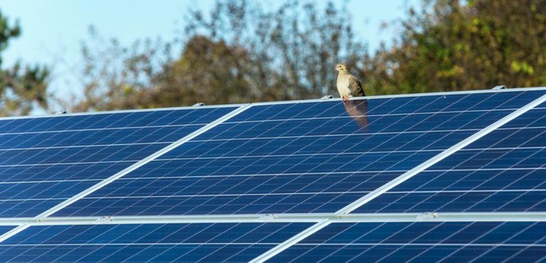 Solar power on pace to save the world – pv magazine International