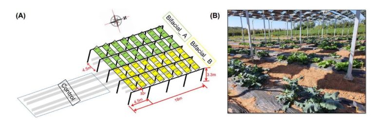 Agrivoltaics for broccoli, cabbage – pv magazine International