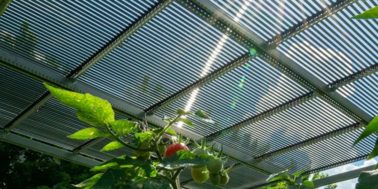 ZSW, Tubesolar achieve 14% efficiency for thin-film agrivoltaic solar ...