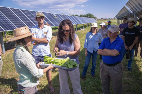 Co-locating solar, crops, livestock in agrivoltaic projects – pv ...