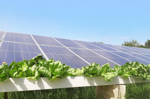 Q Energy France unveils pilot PV system for hydroponics – pv magazine International