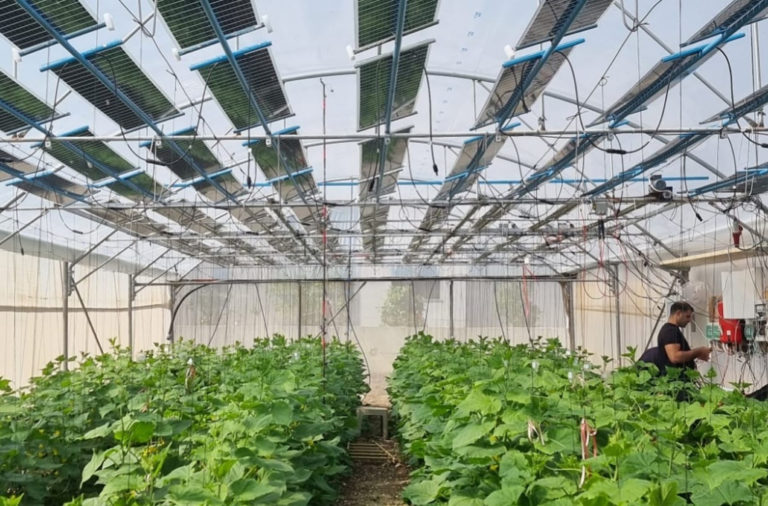 Novel agrivoltaic array tech for greenhouses – pv magazine International