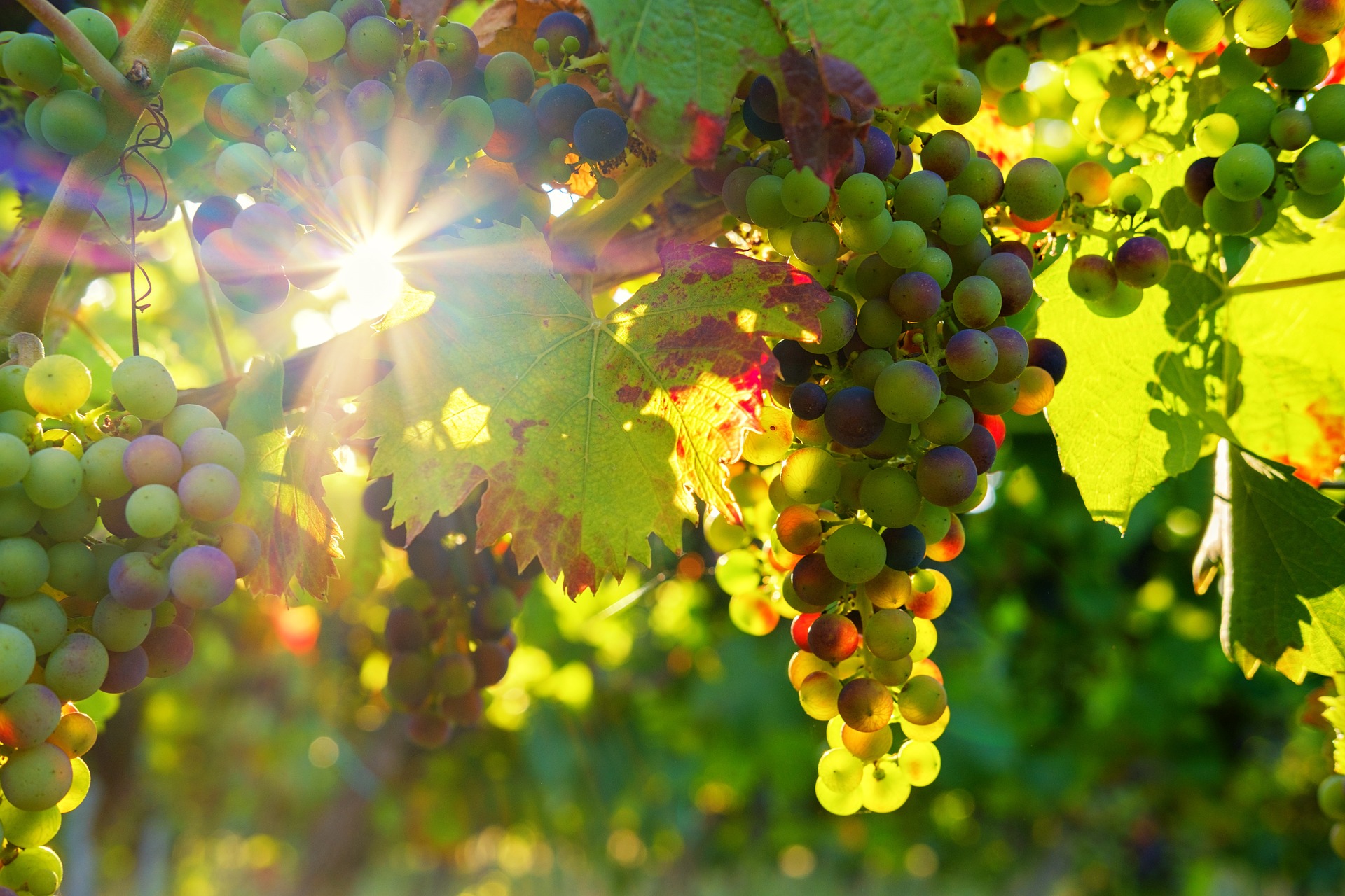 Agrivoltaics for grape farms – pv magazine International