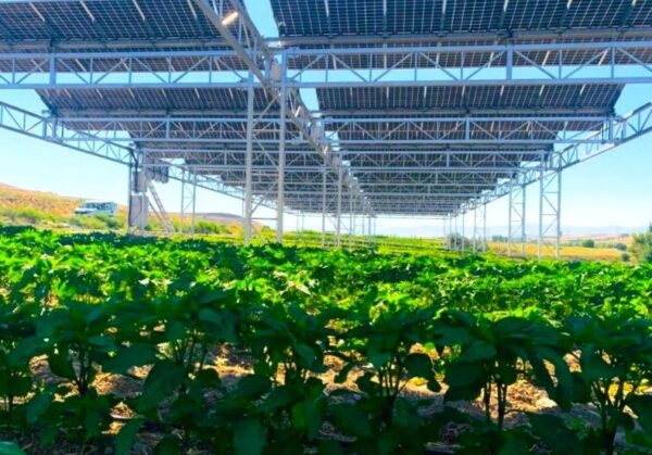 Turkey launches agrivoltaics research project – pv magazine International