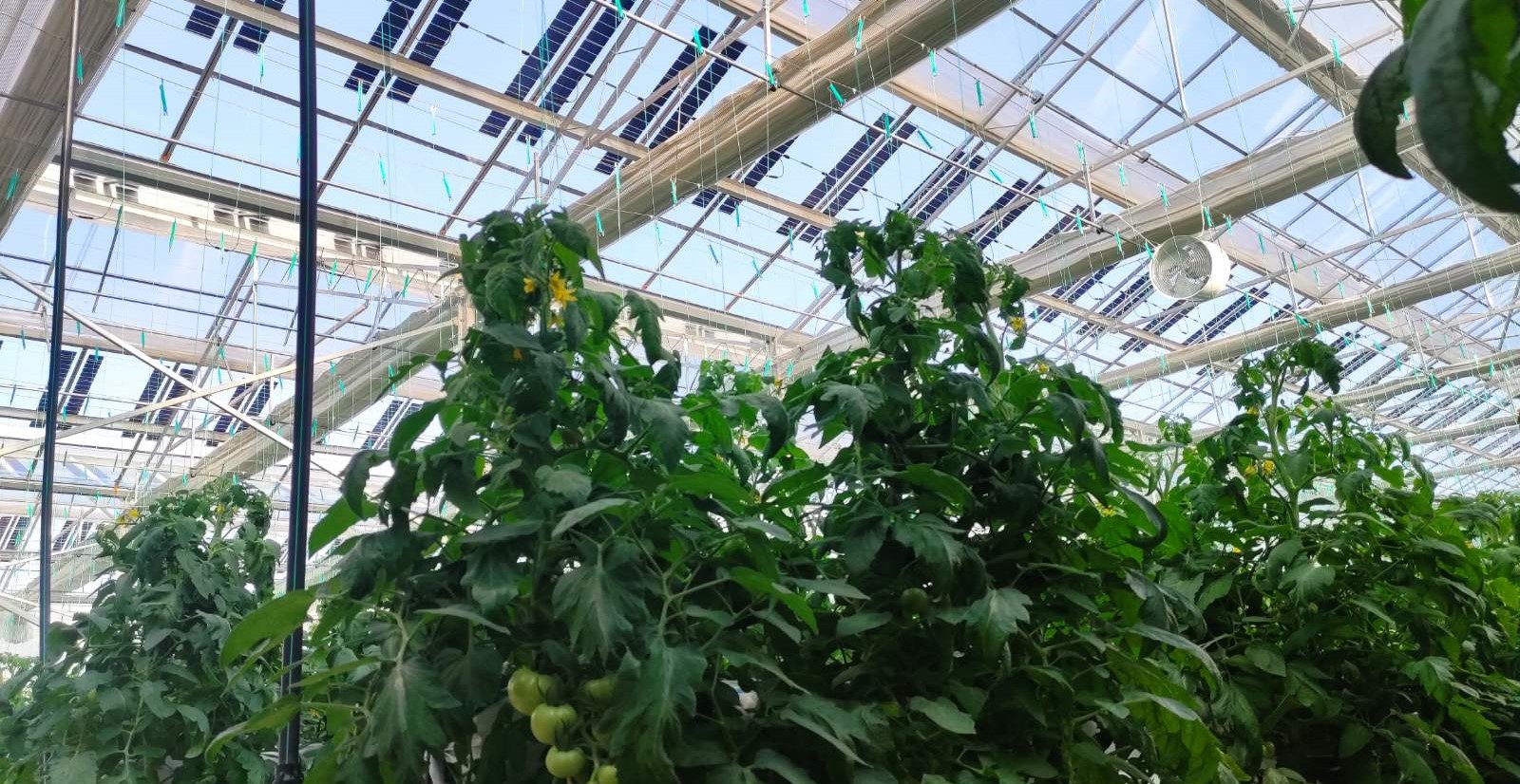 New bifacial agrivoltaic solar panels from Greece – pv magazine ...