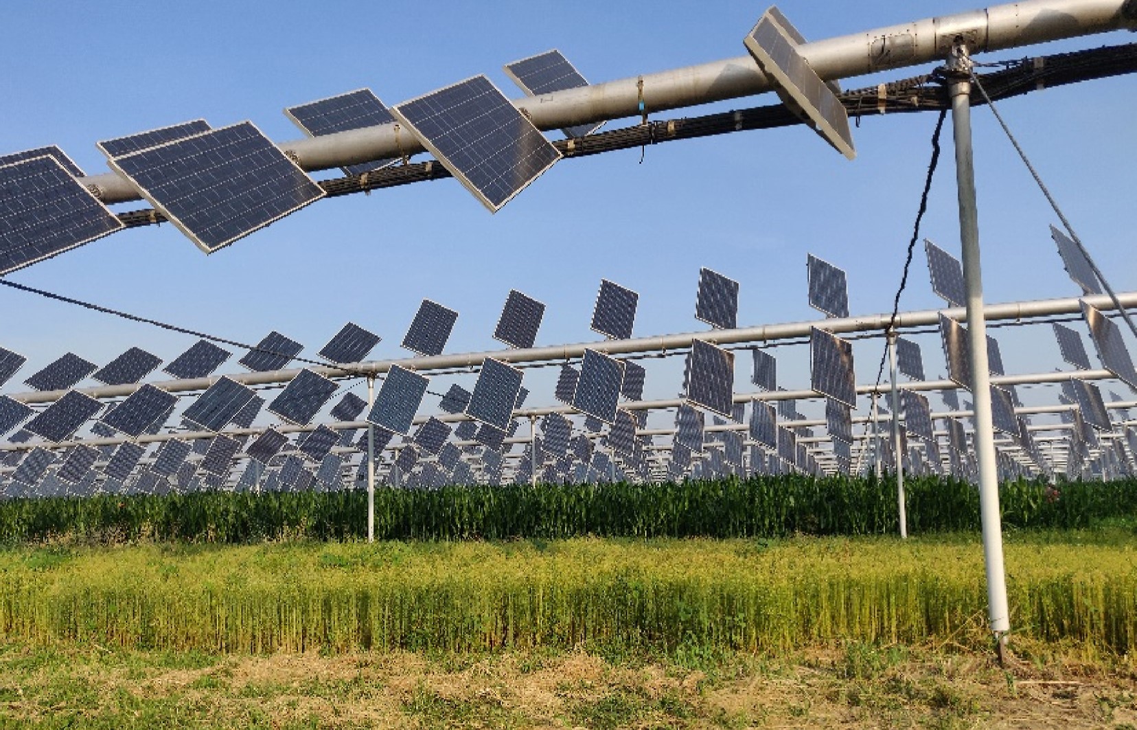 Vertical bifacial vs. stilted agrivoltaics – pv magazine International