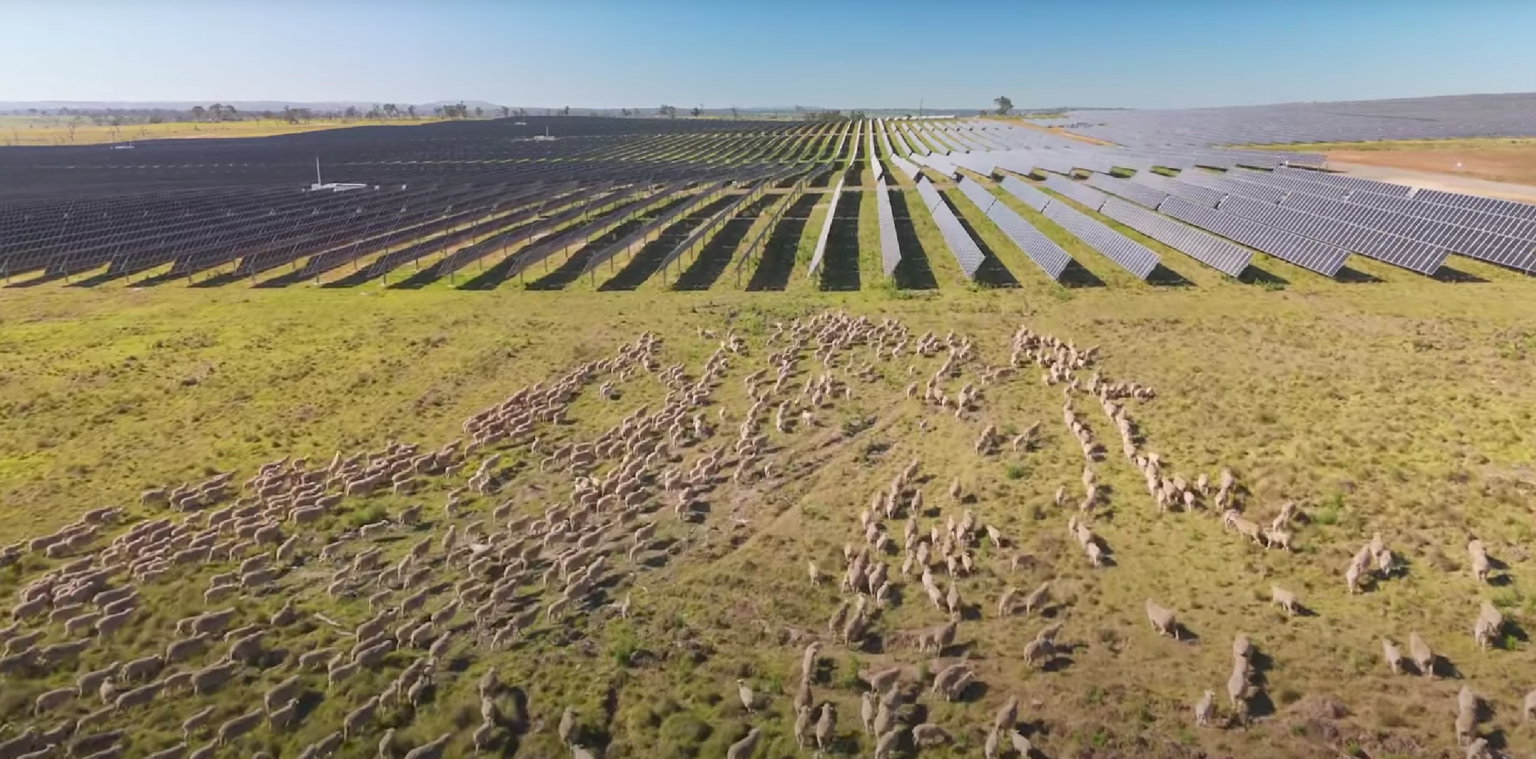 Australian solar farm hosting 6,000 sheep – pv magazine International