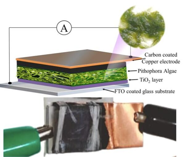 Indian researchers develop solar cell from living algae – pv magazine ...