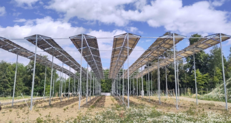 Agrivoltaics for fir trees – pv magazine International
