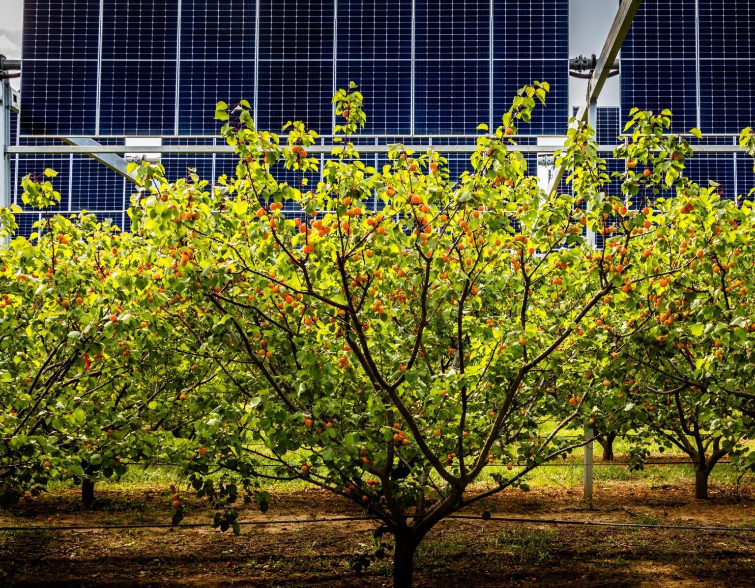 Agrivoltaics for apricots – pv magazine International