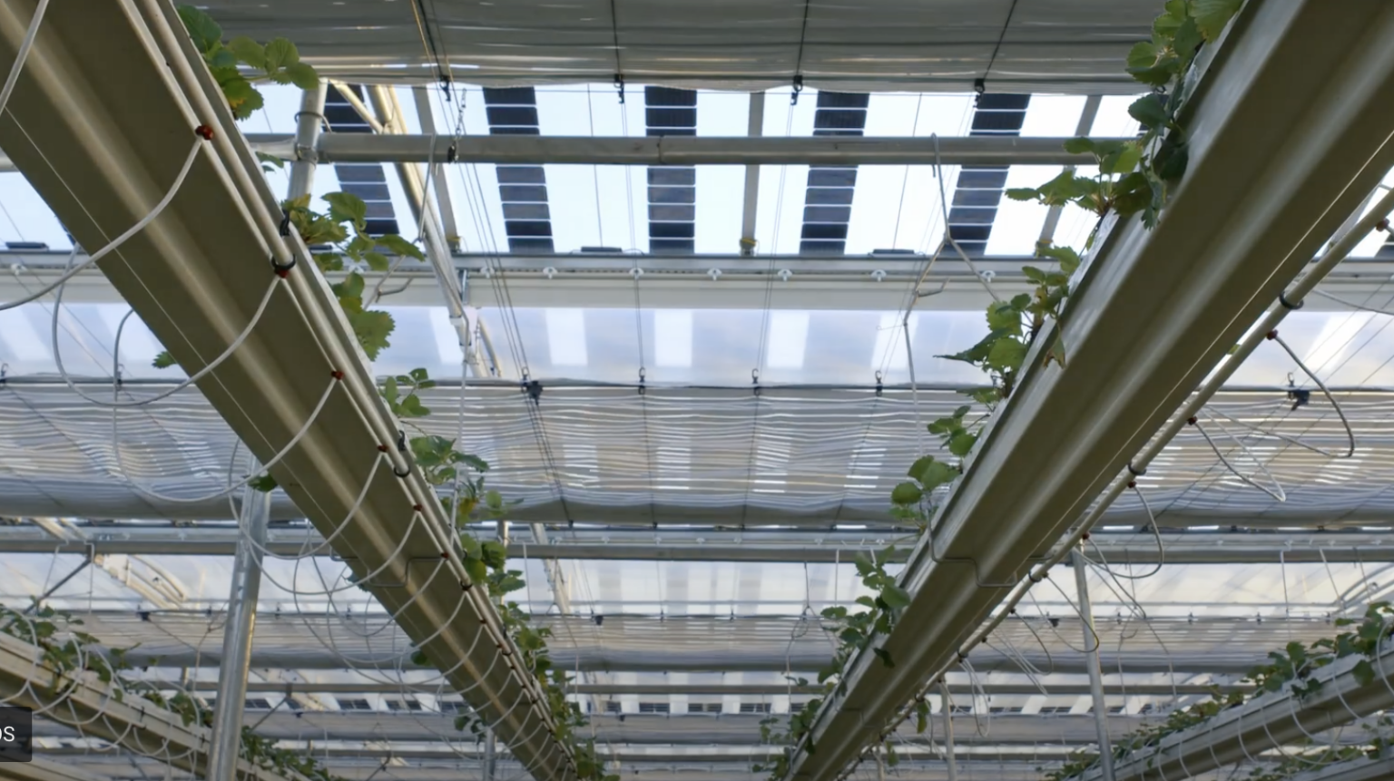 Strawberry agrivoltaic project combines PV, shade screens, rainwater ...