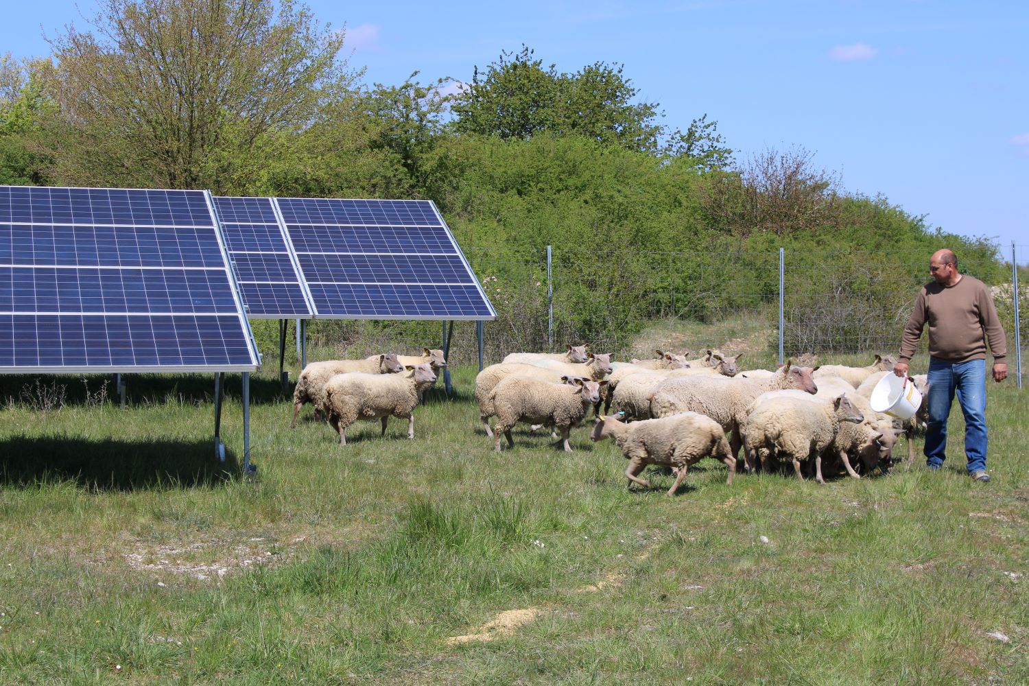 New agrivoltaics data shows improved grass, forage production under solar panels – pv magazine ...