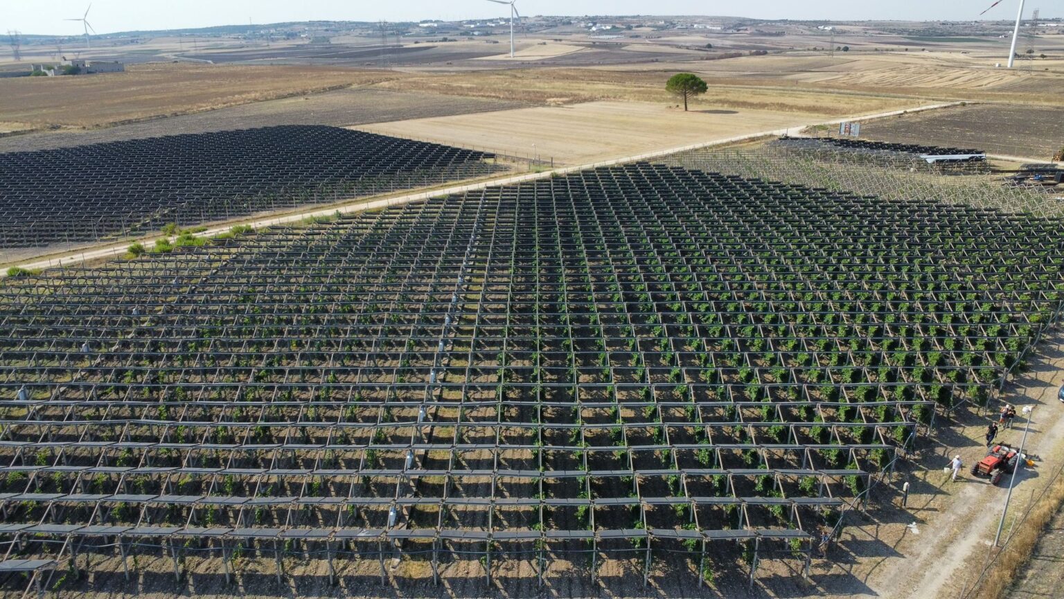 Agrivoltaics postpone harvest, improve wine quality – pv magazine ...