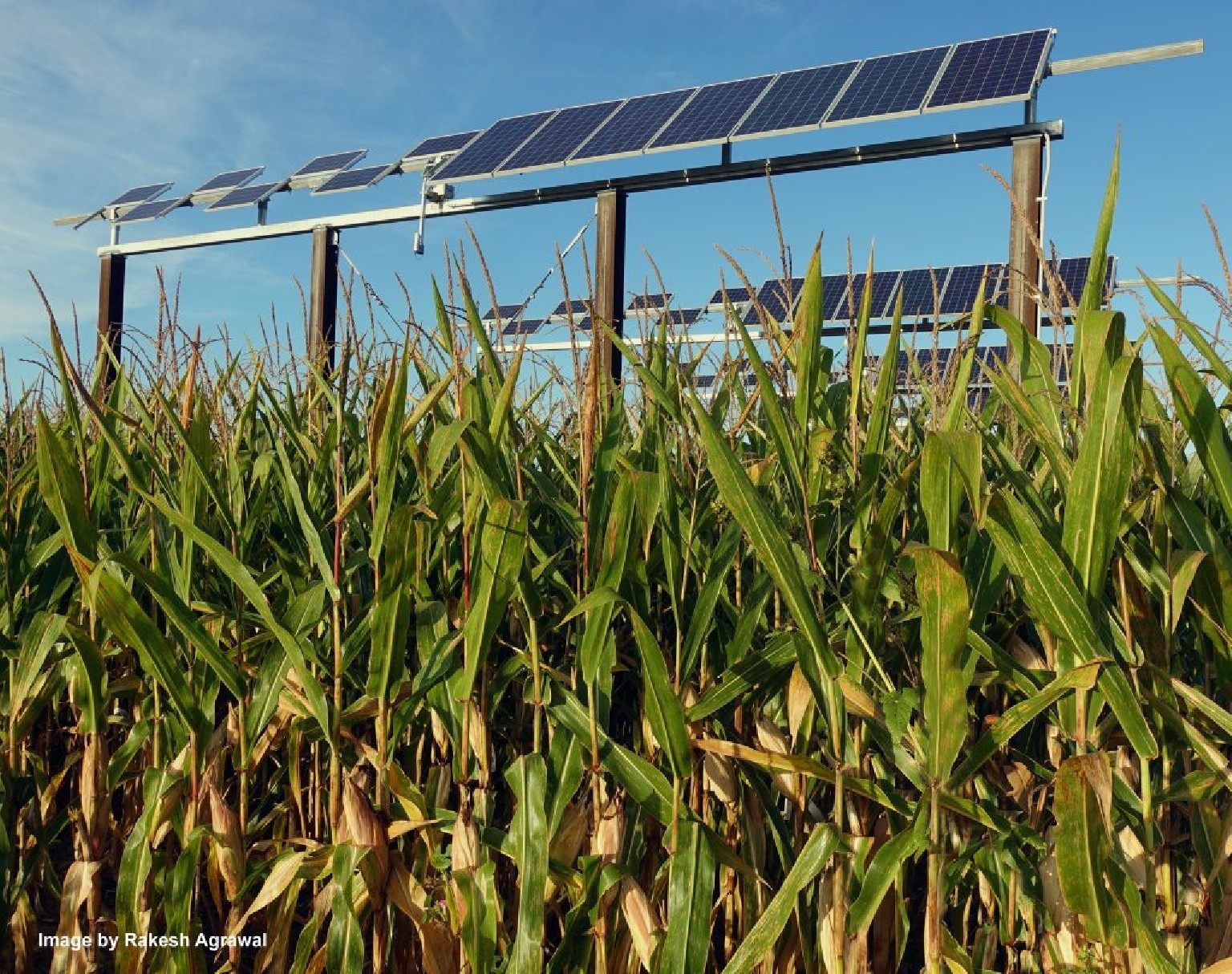 Assessing viability of agrivoltaics in corn fields – pv magazine International