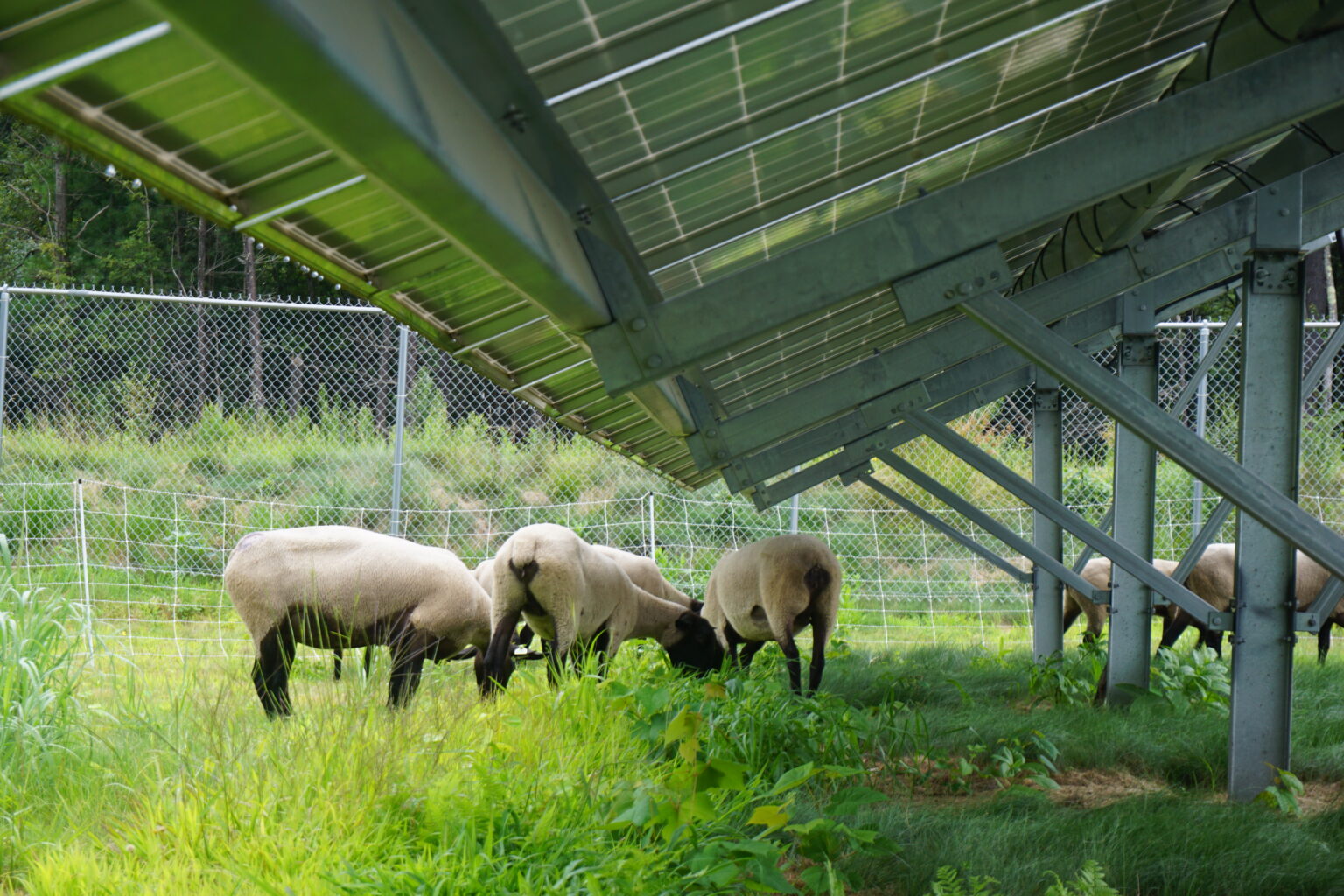 Agrivoltaic community solar under development in New York state – pv ...