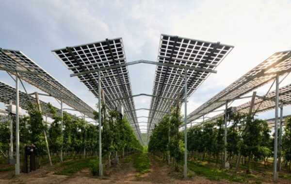 Research on agrivoltaics in Germany demonstrates strong synergies – pv ...