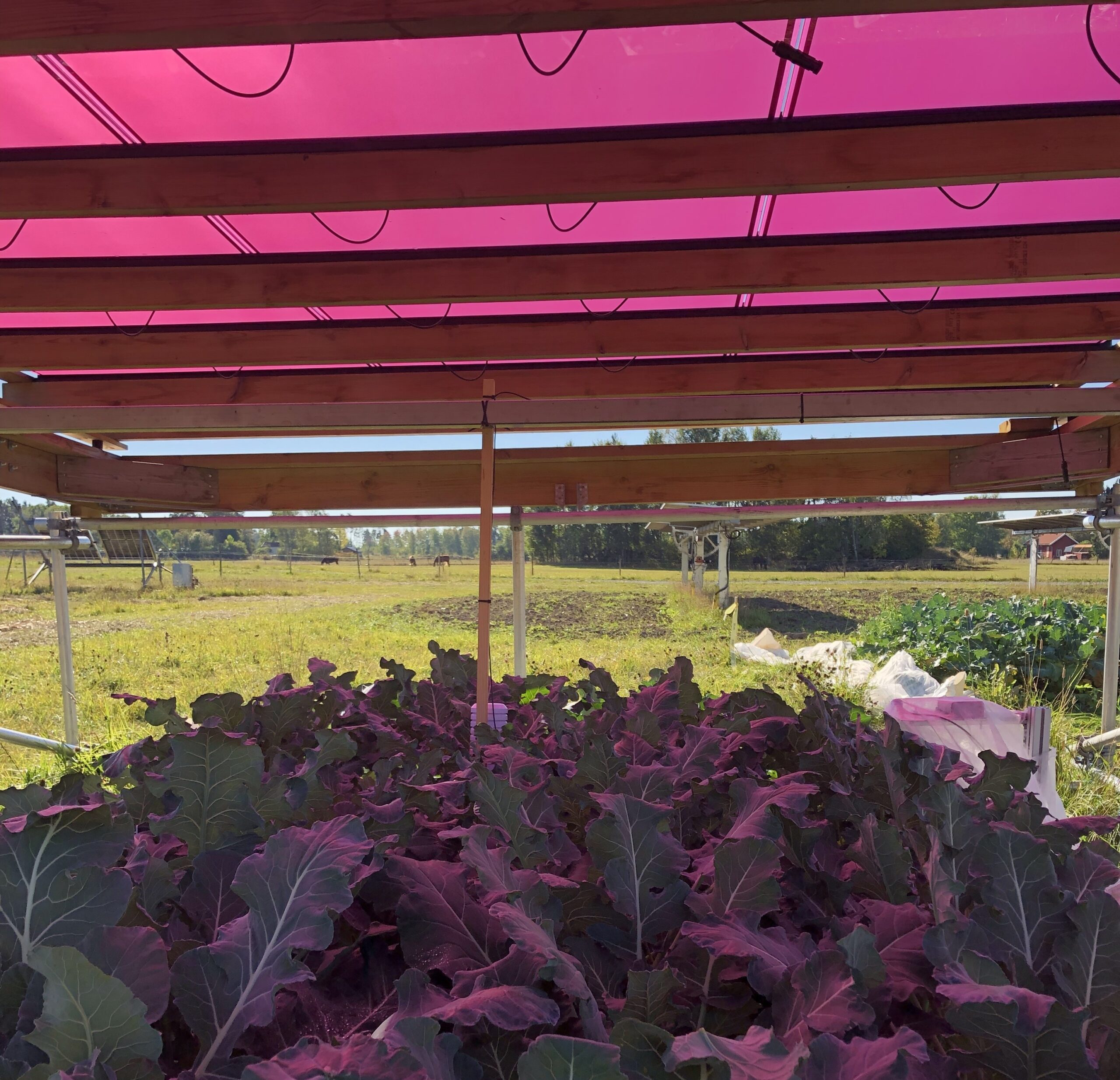 Wavelength-selective PV tech for agrivoltaic applications – pv magazine International