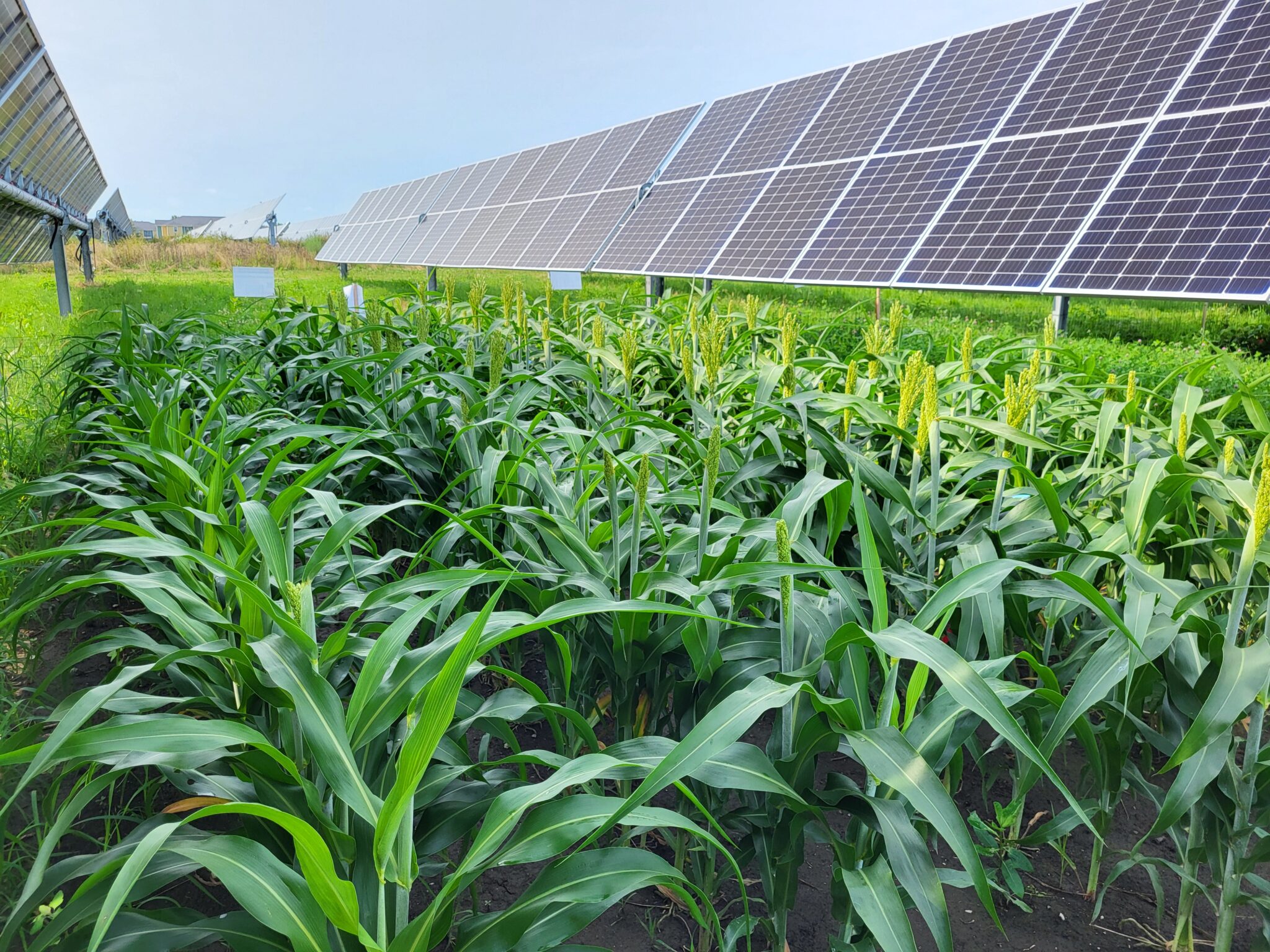 Agrivoltaics for sorghum, soybean grain – pv magazine International