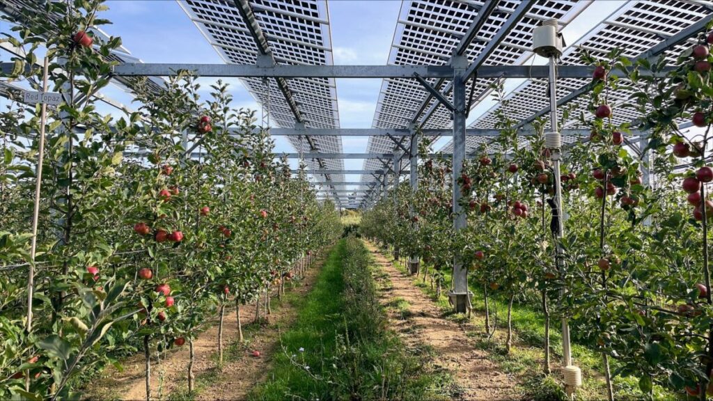 Study finds 'significant' agrivoltaic potential in Austria - pv ...